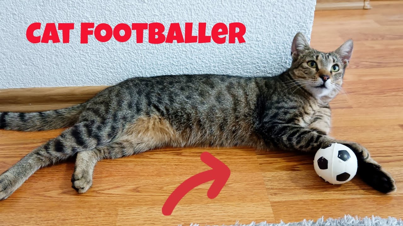 Cat Footballer: New Skills in the Kingdom of Cats - YouTube