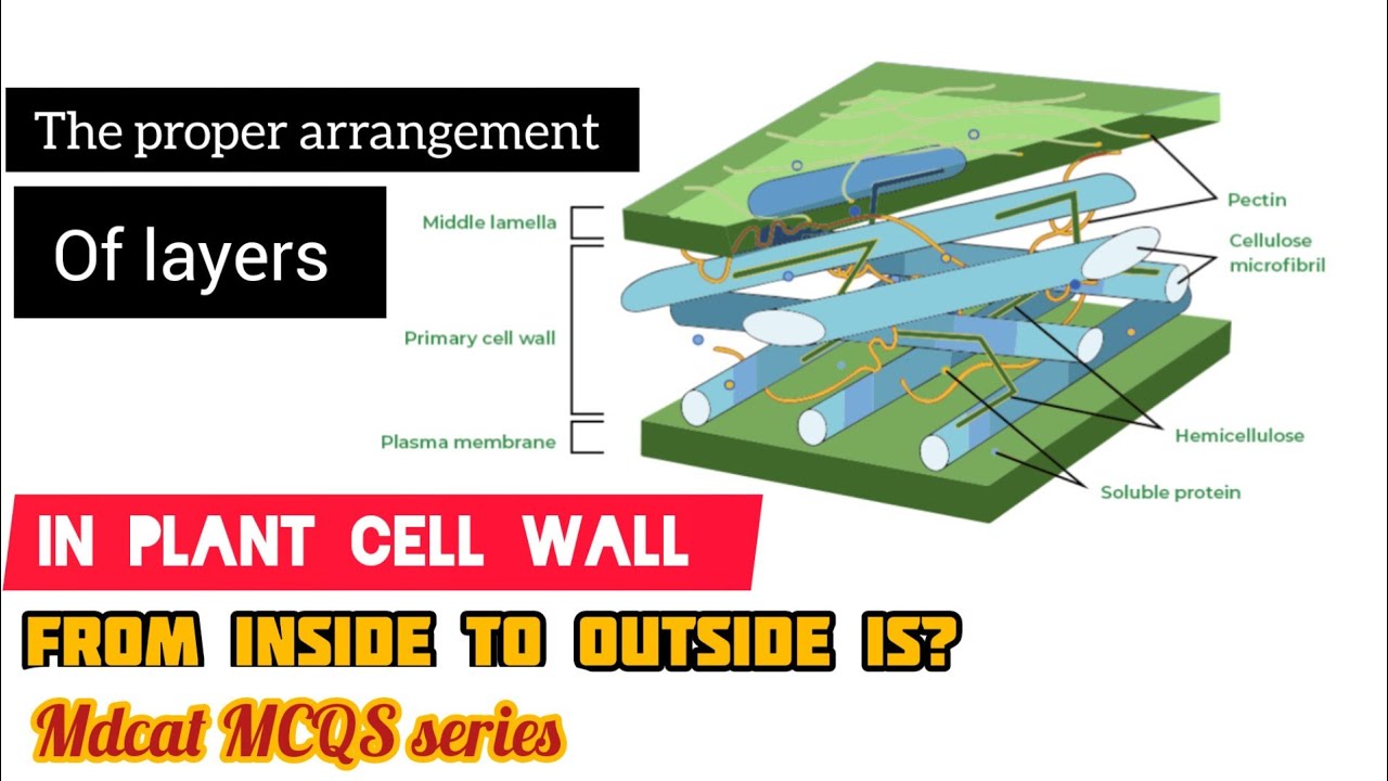 The proper arrangement of layers in plant cell wall from inside to ...