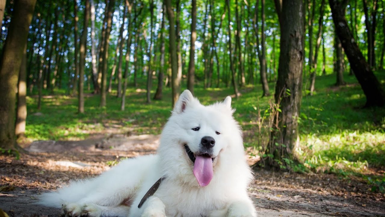 Explore the Beautiful Coat Color Variations of the Samoyed Dog Breed ...