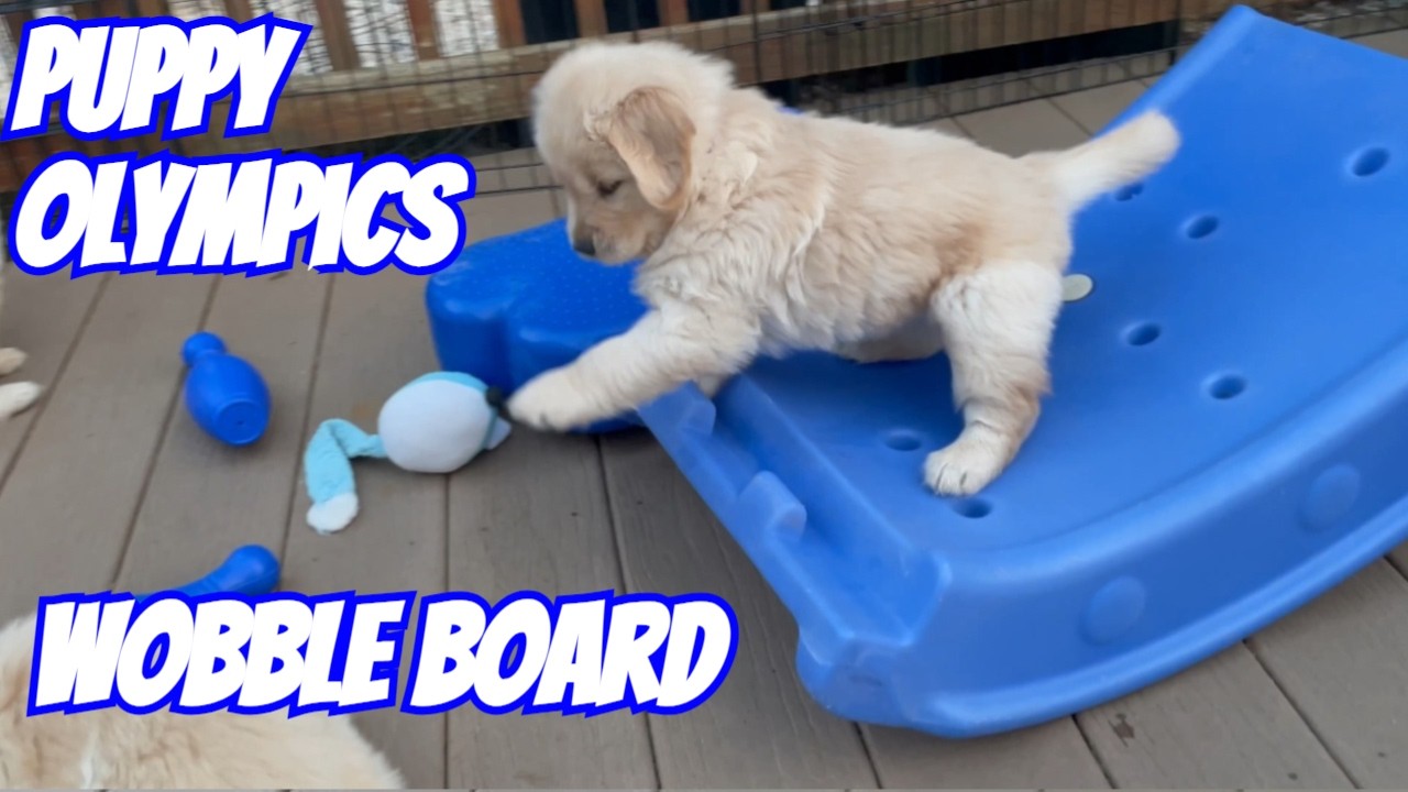 Puppies vs Wobble Board: The Cutest Challenge Ever - YouTube
