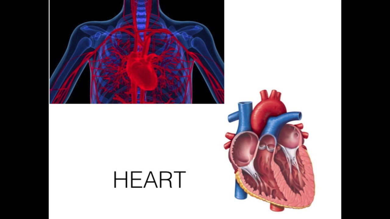 Circulatory system chant - YouTube