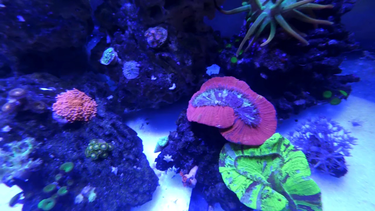 My first Reef Tank - Elos 120. 25.03.2020 - YouTube