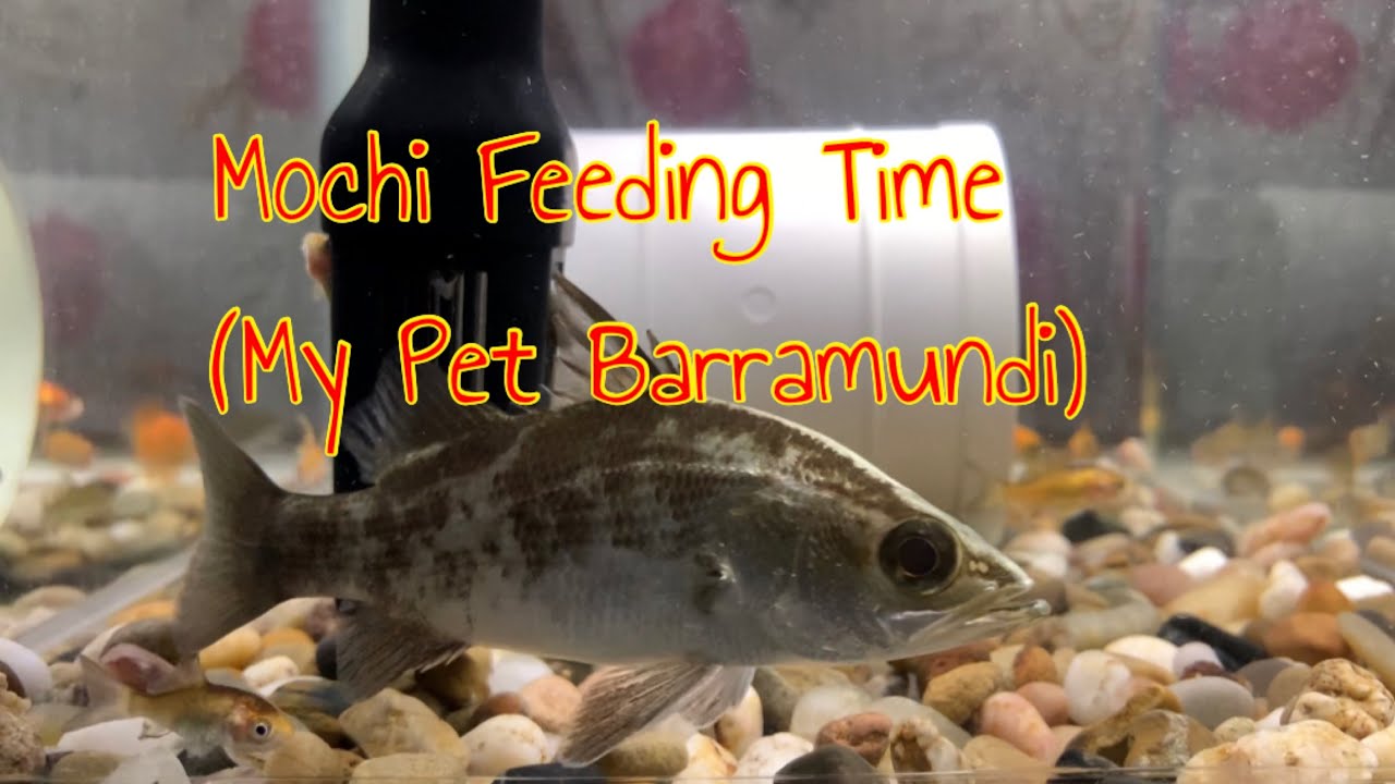 Tank TV - Pet Barramundi Live Fish Feeding - YouTube