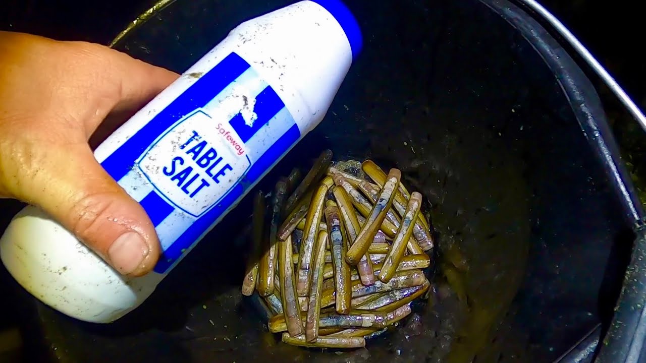 USING TABLE SALT TO EXTRACT RAZOR CLAMS - Catch & Cook , Coastal ...