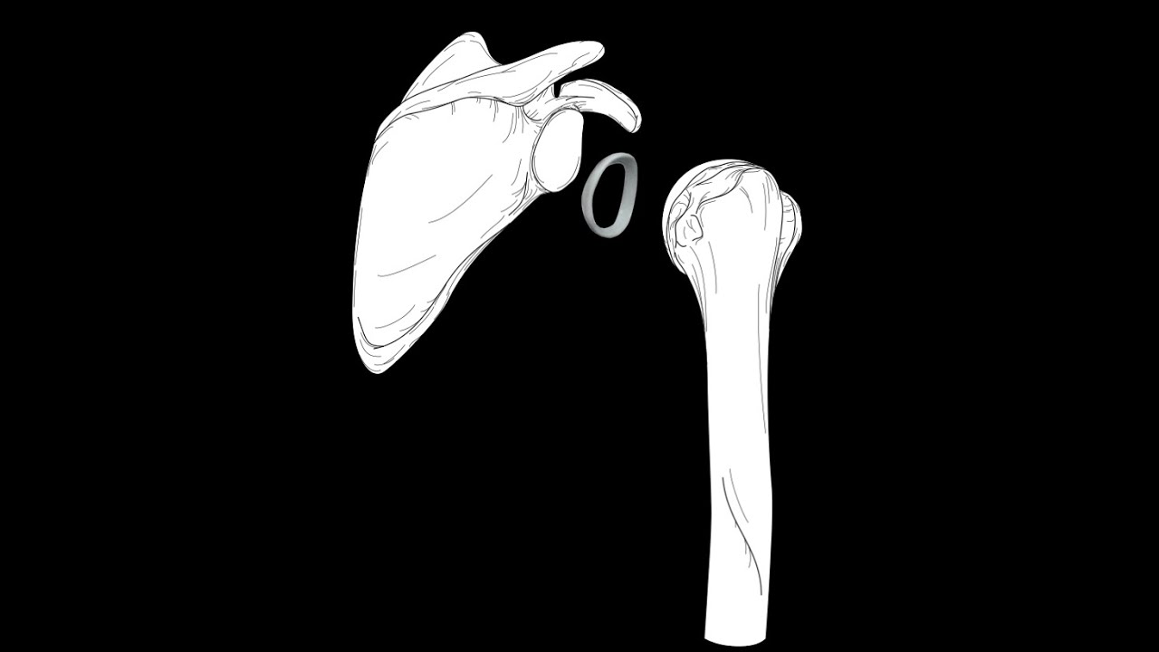Glenohumeral Joint Structure And Actions YouTube glenohumeral-joint-structure-and-actions-youtube