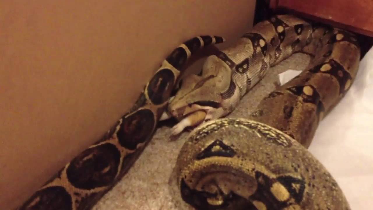 8 foot RedTail Boa Eating Guinea Pig - YouTube