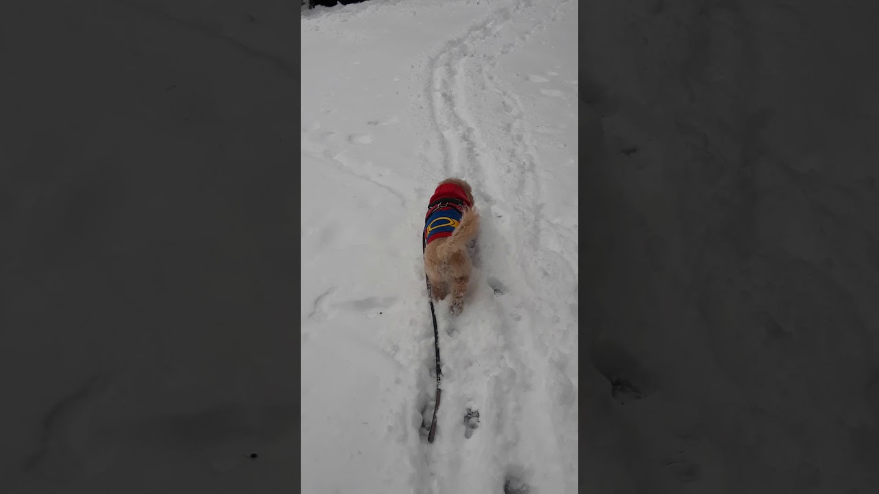 Micah The Crazy Cockapoo - Snow Day 2020 - YouTube