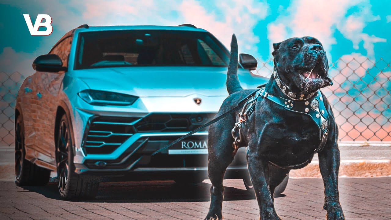 The 10 Dog Breeds With SuperPowers - YouTube