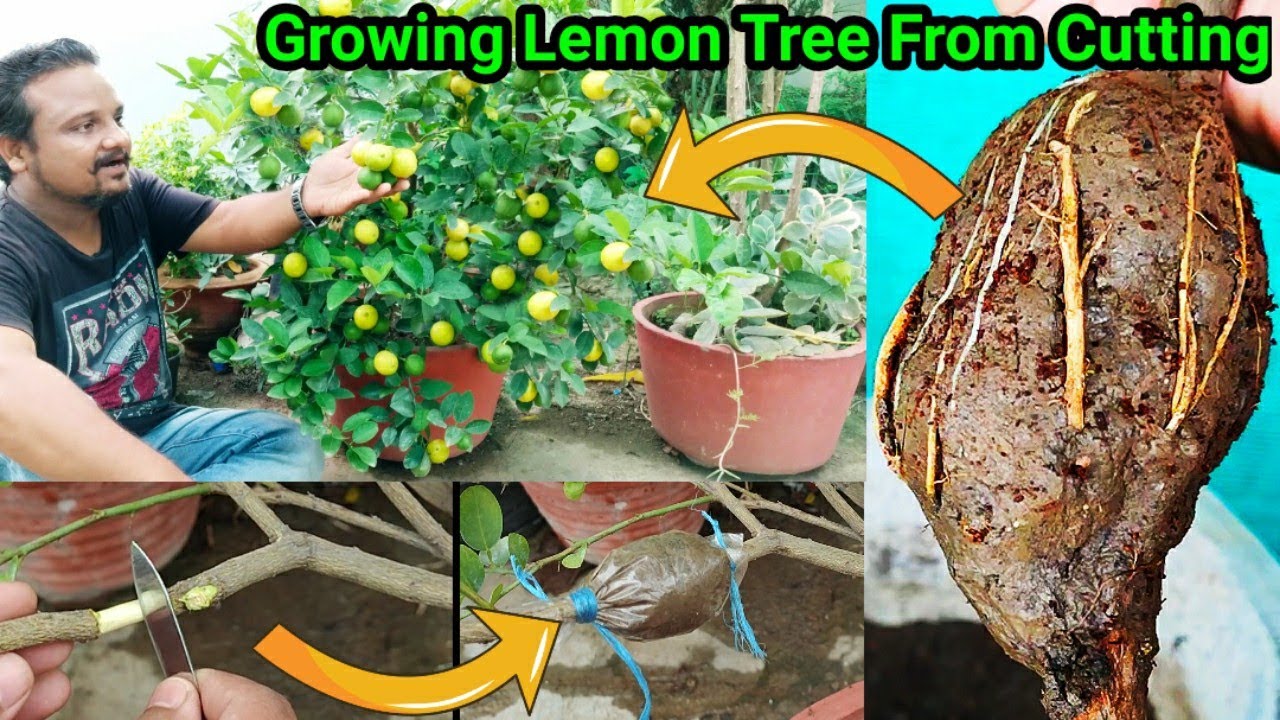 How to do Air Layering in lemon tree with only soil, Fast And Easy ...