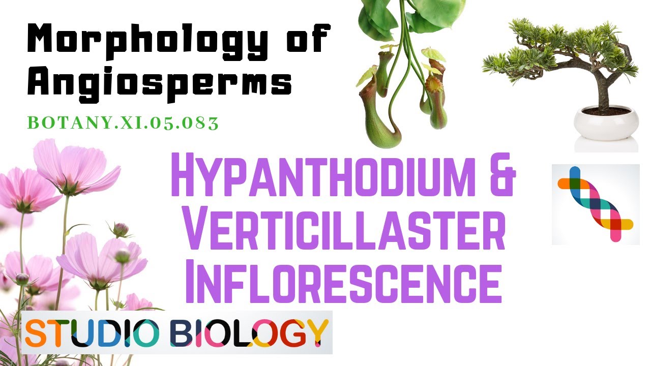 BOTANY XI.05.083 – Morphology of Angiosperms – Hypanthodium ...