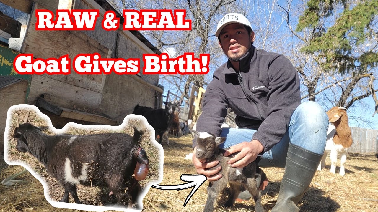 Meet Our New Baby Goat | First Kidding on the Farm 🐐 ️ - YouTube