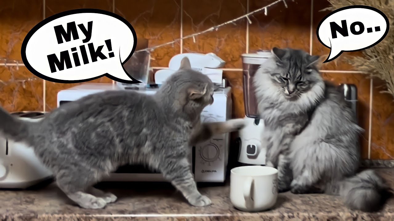 Best Funny Dogs And Cats Videos. Crazy Milk Time with Pets. British cat ...