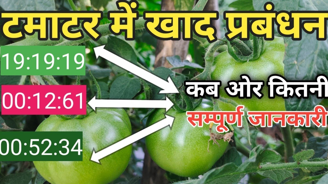 Tomato Fertigation Schedule|Tamatar me konsi khad dale|टमाटर की खेती ...
