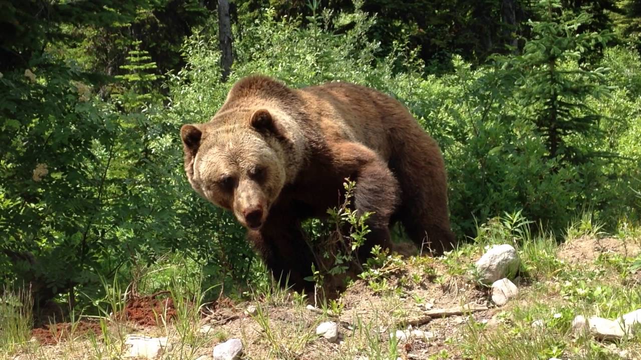 Boo Grizzly Digging a Mantled Ground Squirrel - YouTube