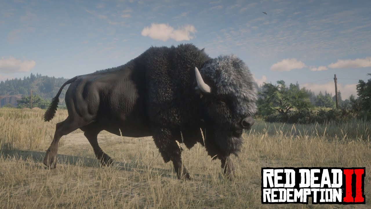 Red Dead Redemption 2 - Legendary Takanka Bison (Location & Hunt) - YouTube