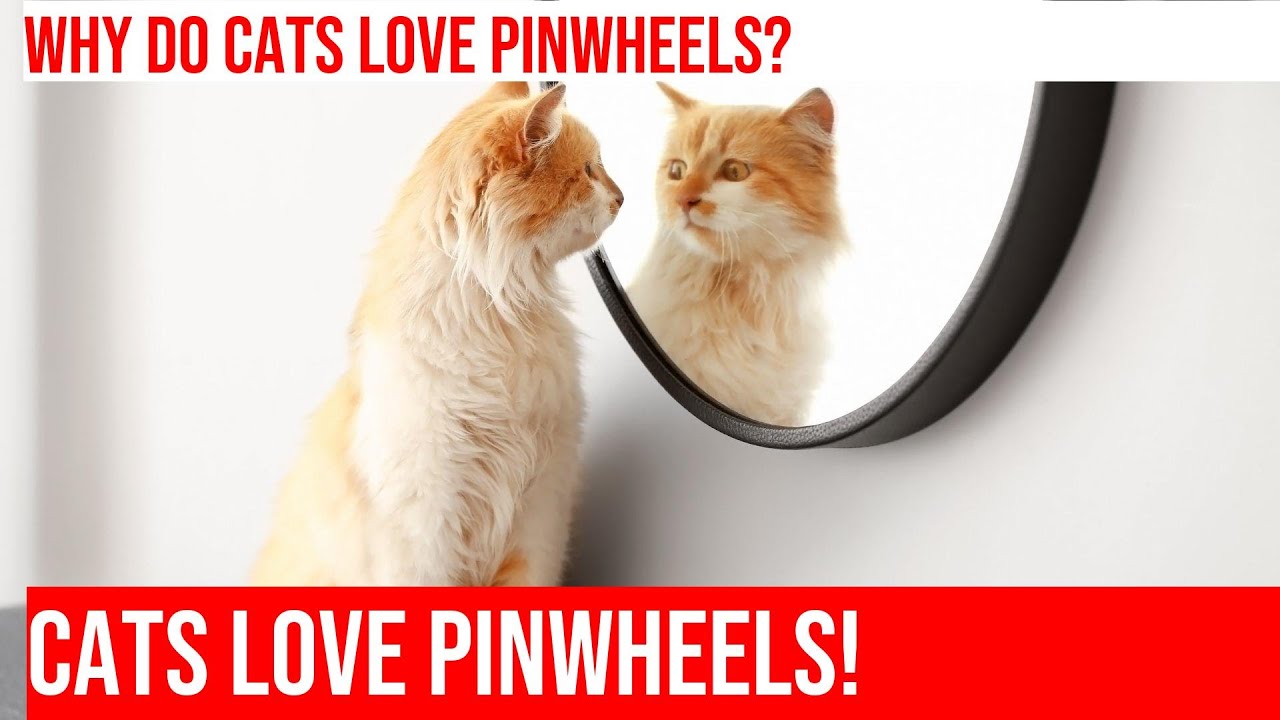 Cats and Pinwheels: A Whirling Fascination! - YouTube