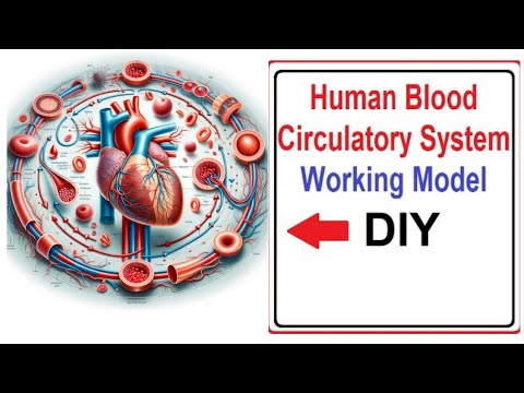 Circulatory System || Human Heart Working Model|| #science #model # ...