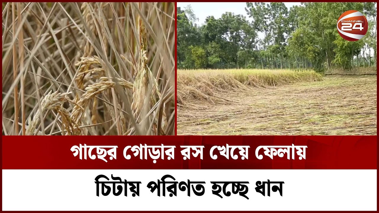 জামালপুরে কারেন্ট পোকার হানা | Current Poka | Krishi | Channel 24 - YouTube