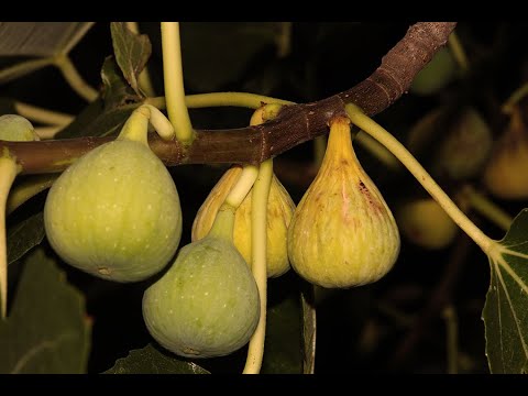 Smokva - superiorno mediteransko voće - YouTube