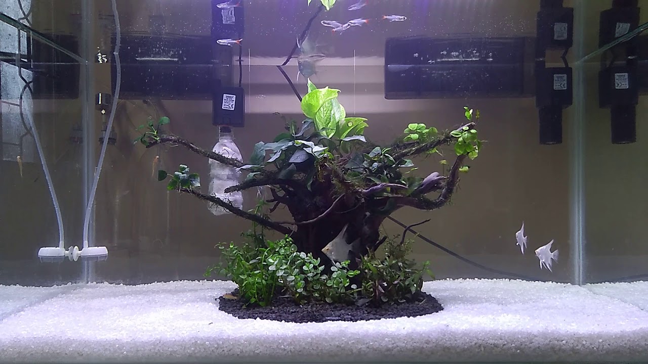 Ryoboku Island aquascape - YouTube