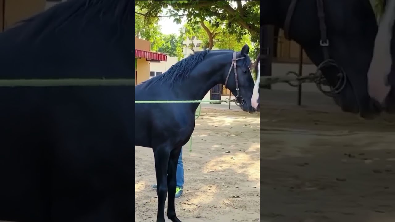 stallion kala kanta and stallion ratan kanta at behbal stud farm - YouTube