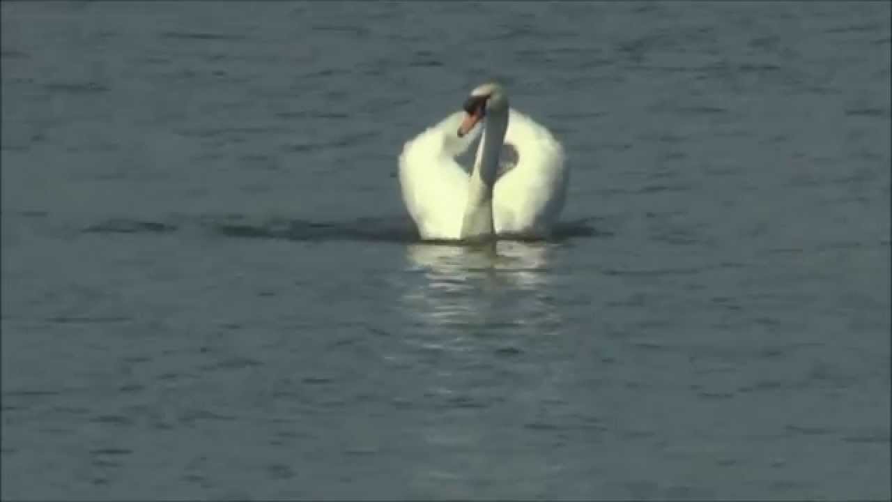 Mute Swan Cygnus olor cob busking - YouTube