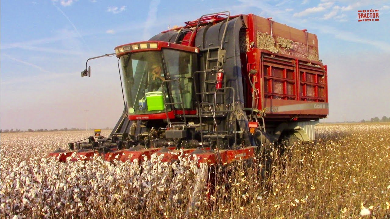 COTTON HARVEST Case IH CPX620 Cotton Express - YouTube