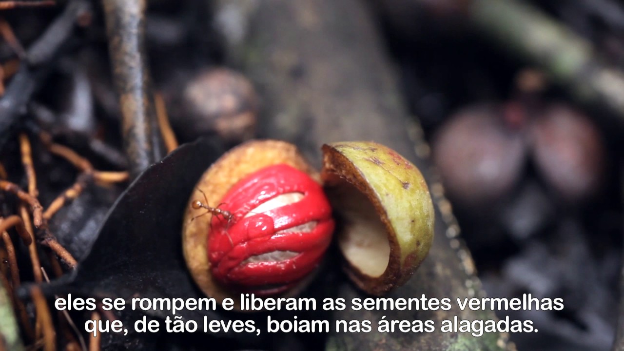 Natura Ekos Ucuuba - YouTube