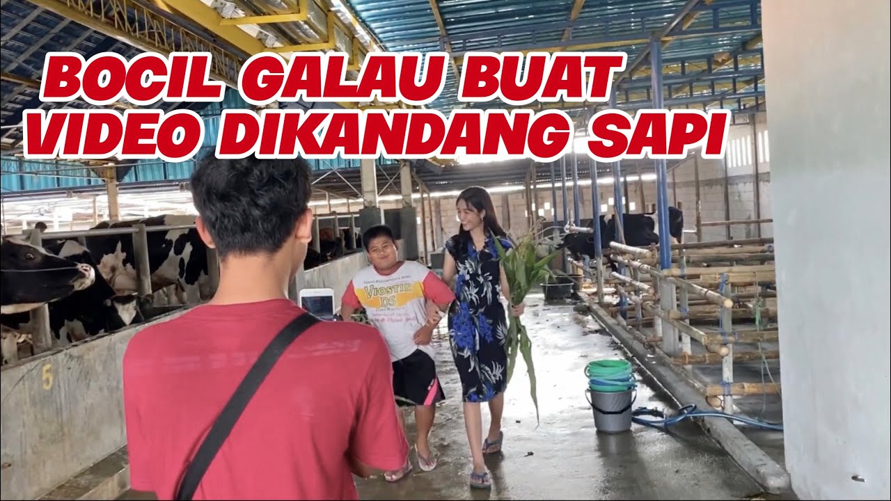 Gini Amat Bocil Galau Buat Video Dikandang Sapi - YouTube