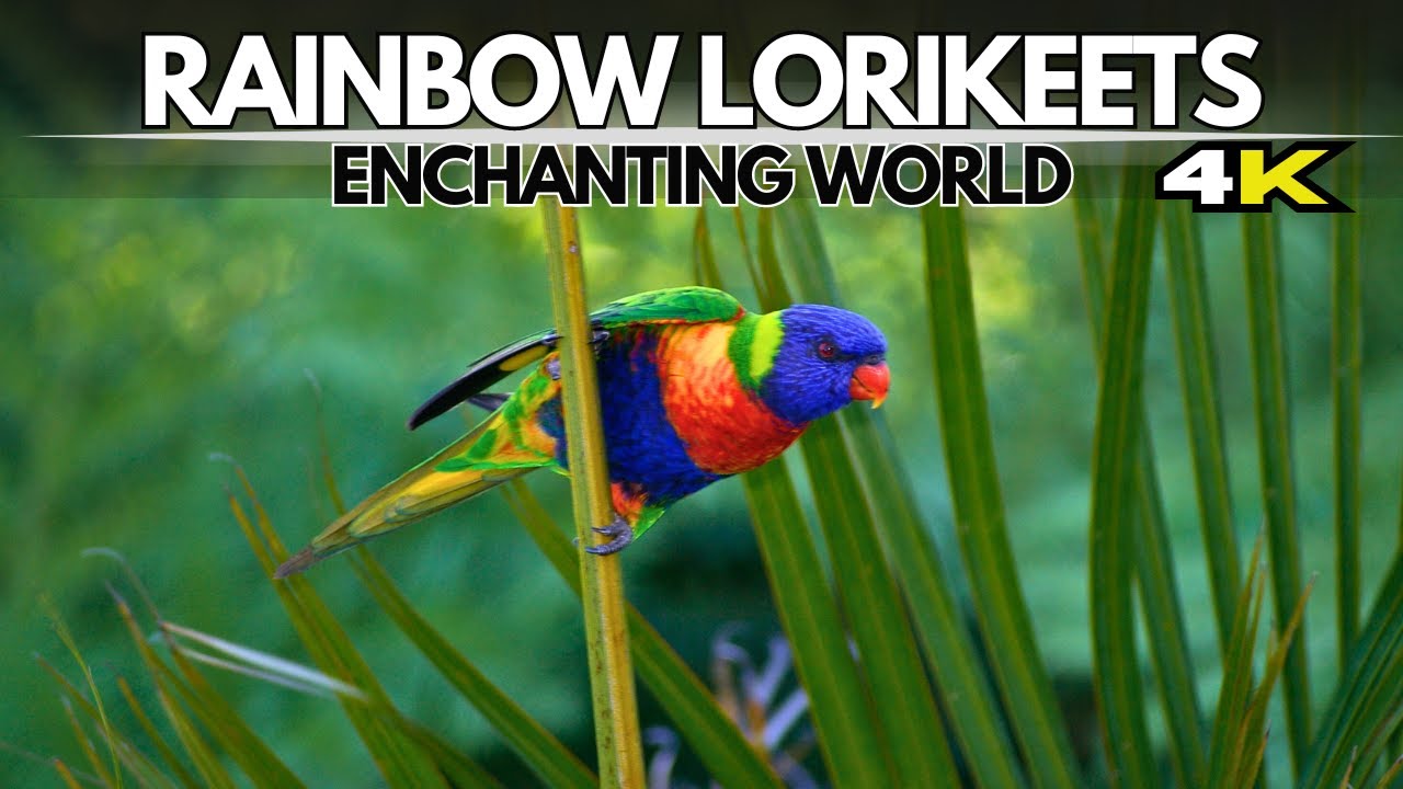 Flight of Colors Discovering the Enchanting World of Rainbow Lorikeets ...