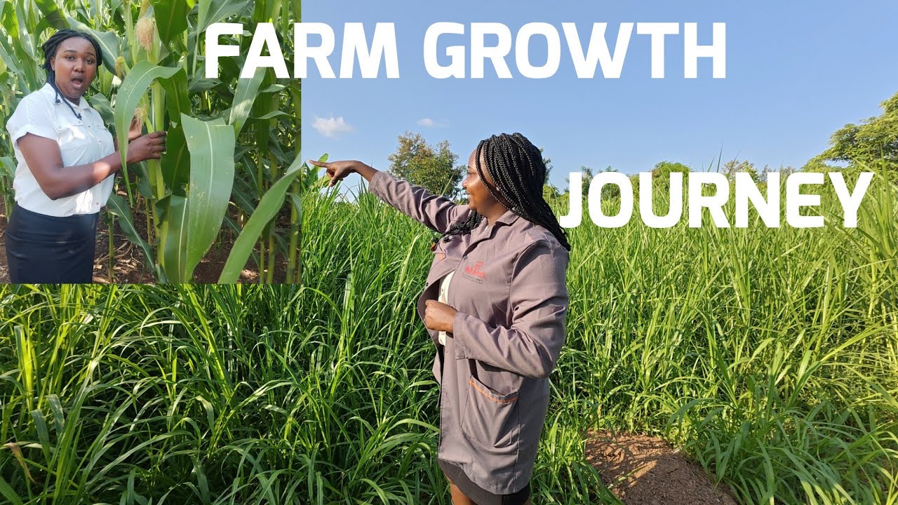 One Season, Countless Lessons: My Village Farm in Meru-Kenya - YouTube