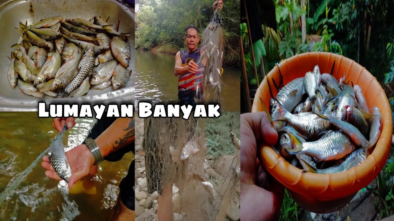 Hasil Pukat Semalam / Dapat Hasil Yang Lumayan Banyak..Ikan Kepiat ...