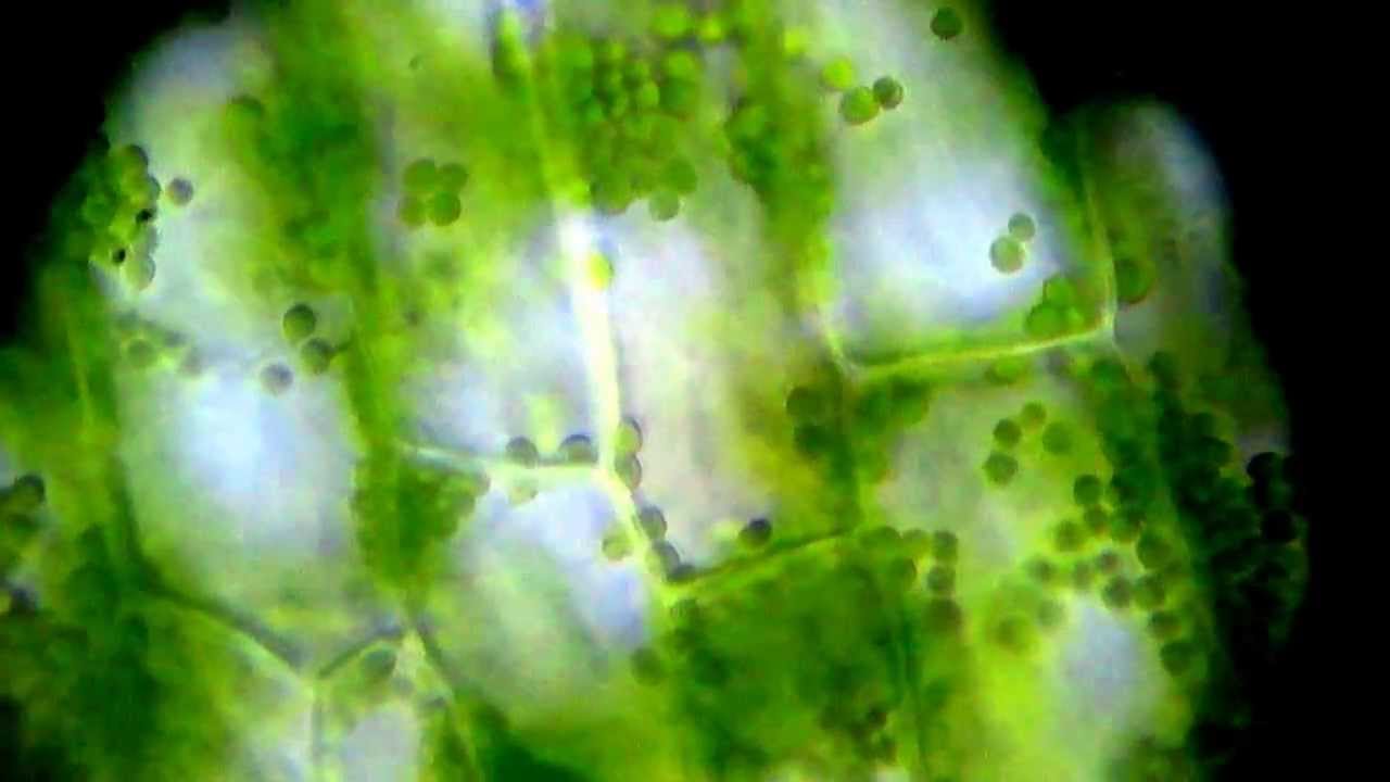 Ciclose - Um movimento intracelular - YouTube