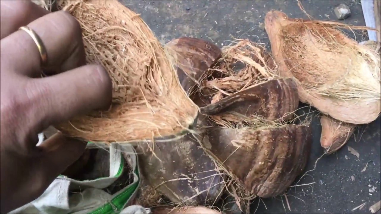 Coconut fiber extraction | Amey Engineers: OWS - YouTube