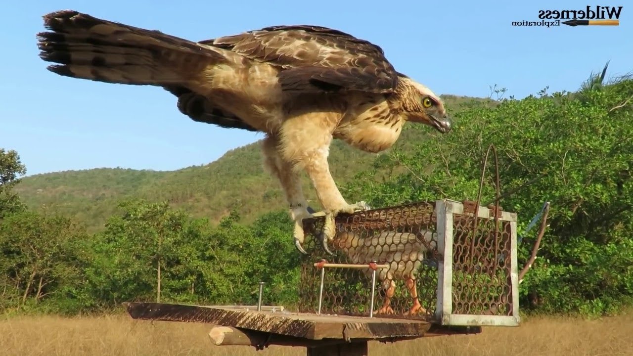 Eagle Trap ⎟ Easy Trap With Wood and Baby Chicken - YouTube