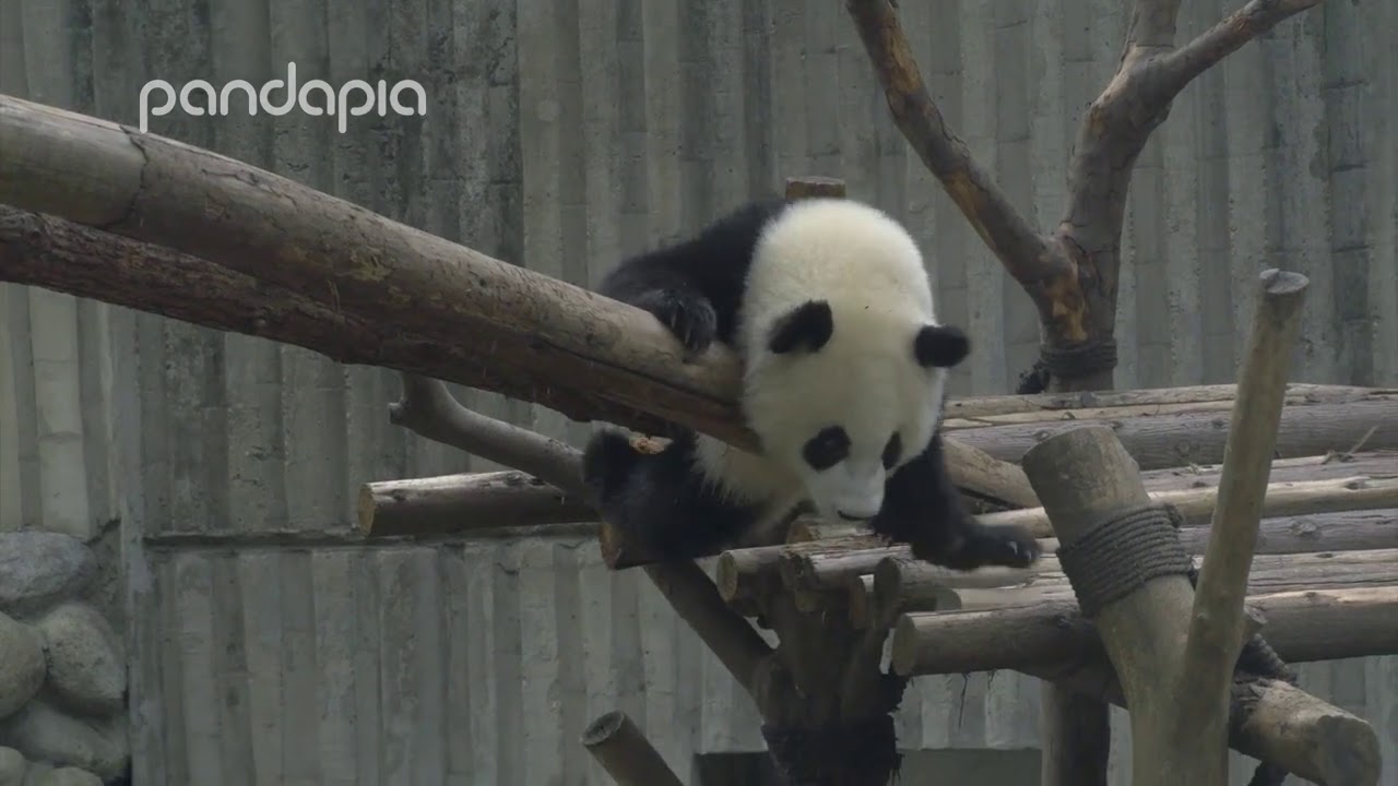 Can Pandas Be Acrobats YouTube Can Pandas Be Acrobats YouTube
