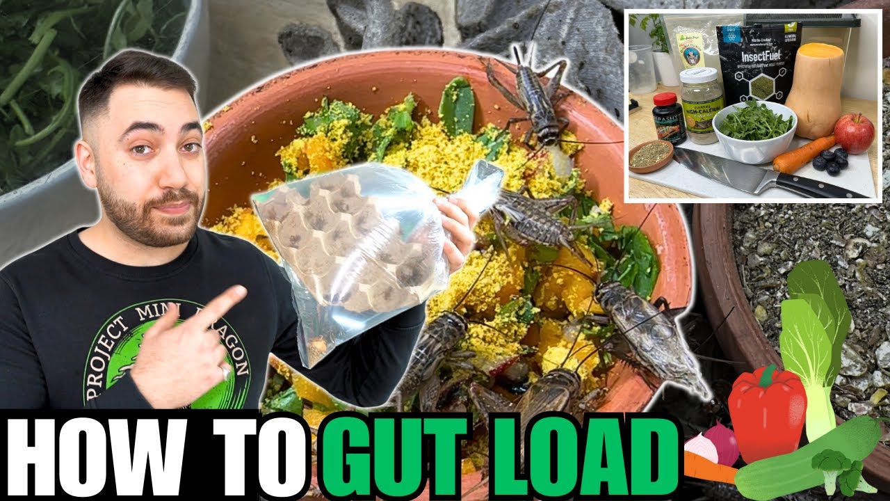 STOP! DO NOT FEED YOUR REPTILES BEFORE WATCHING THIS VIDEO! HOW TO GUT ...