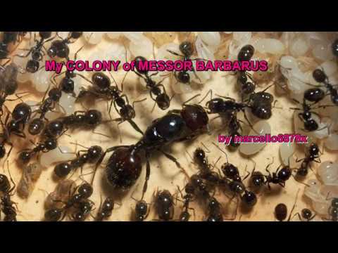 MY Messor barbarus ANT COLONY with thousands of workers - YouTube