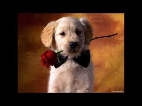 Gule Nece (DIYAR) ji AZAD58ALEVI