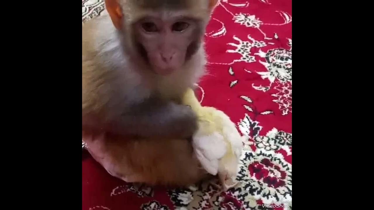 بچه میمون و باری با جوجه های طاووس - YouTube
