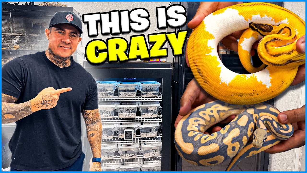 Things Are Getting Crazy Over Here! - YouTube