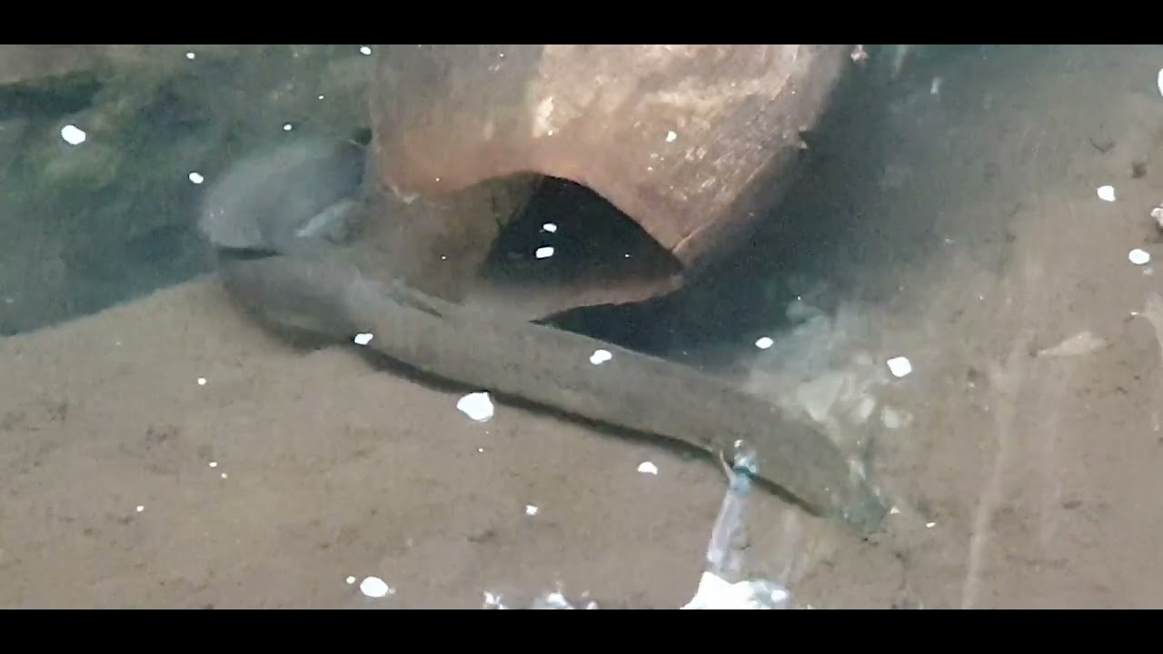 Eel at Mount Tamborine - YouTube