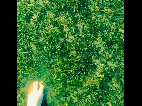 ¥ Squelching in the Sea Mud € - YouTube