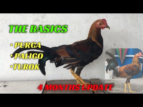 5K SWEATER 4 MONTHS OLD escolin line update and deworming - YouTube
