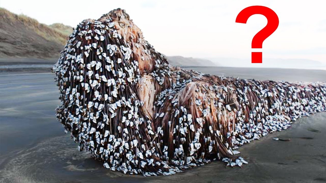 5 Creepy Beach Discoveries - YouTube