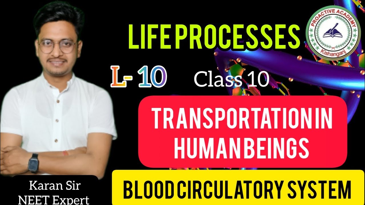Transportation in Human Beings Class 10 | BLOOD CIRCULATORY SYSTEM ...