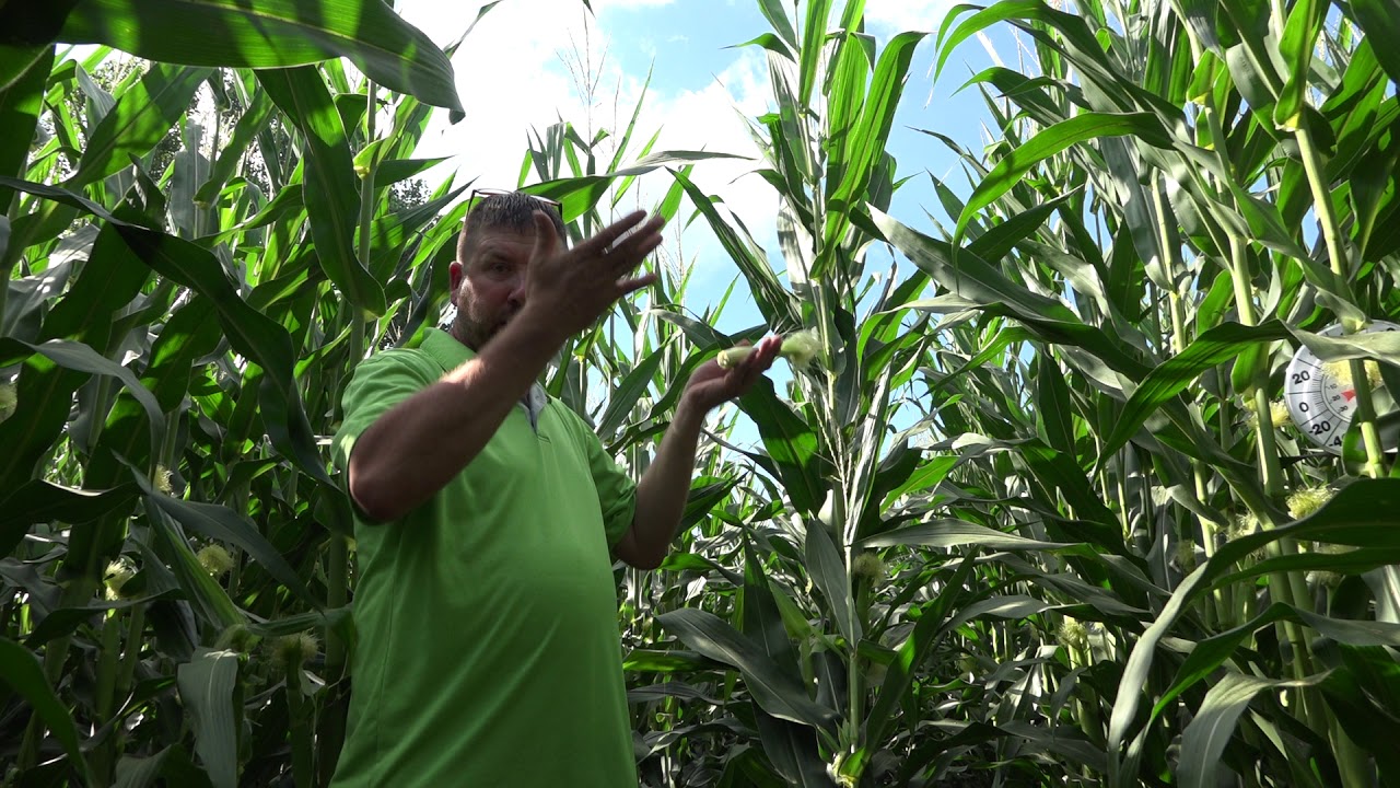 Maximum N-Pact, NutriSync Sulfur, and NutriSync Boron - YouTube