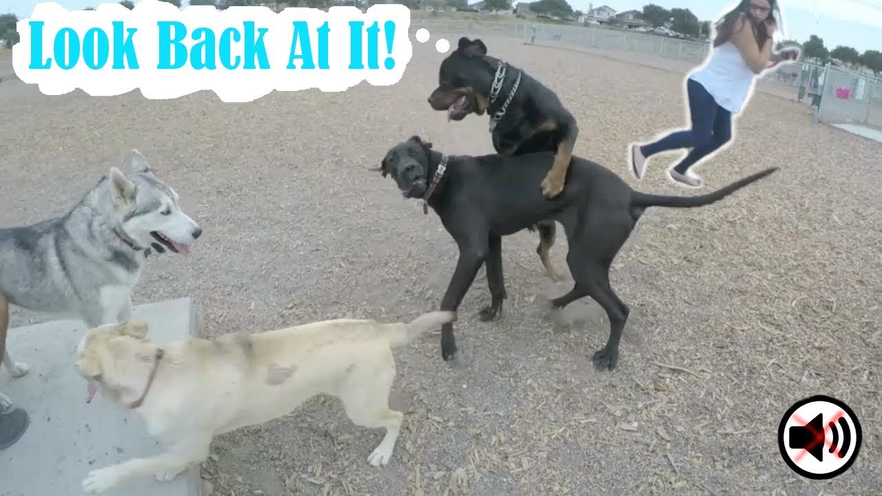 Great Dane PICKS ON German Shepherd Puppy UNTIL Rottweiler Intervenes ...