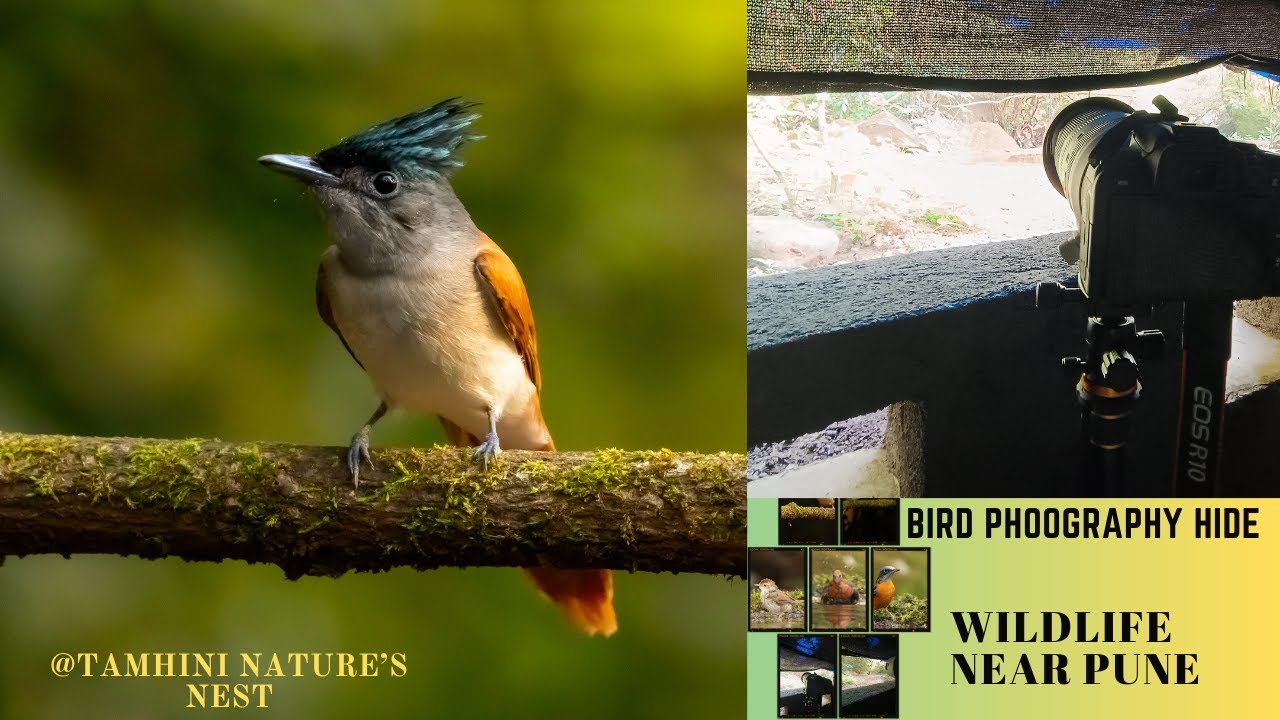 BIRD Photography Hide near Pune/ Tamhini Natures's Nest/ Birds Hide ...