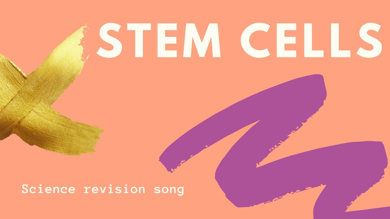 Stem Cells - Science Revision Song - YouTube